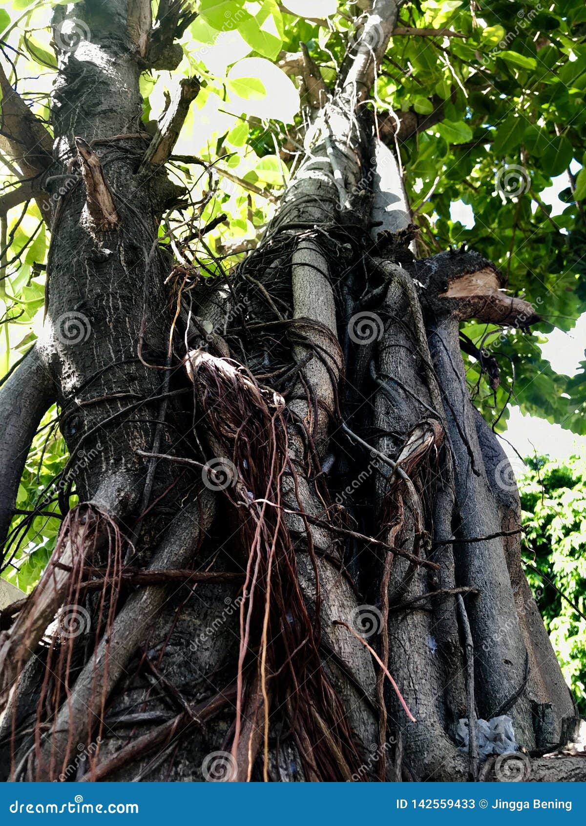 Old tree stock image. Image of tree, green, leaf, rooted - 142559433