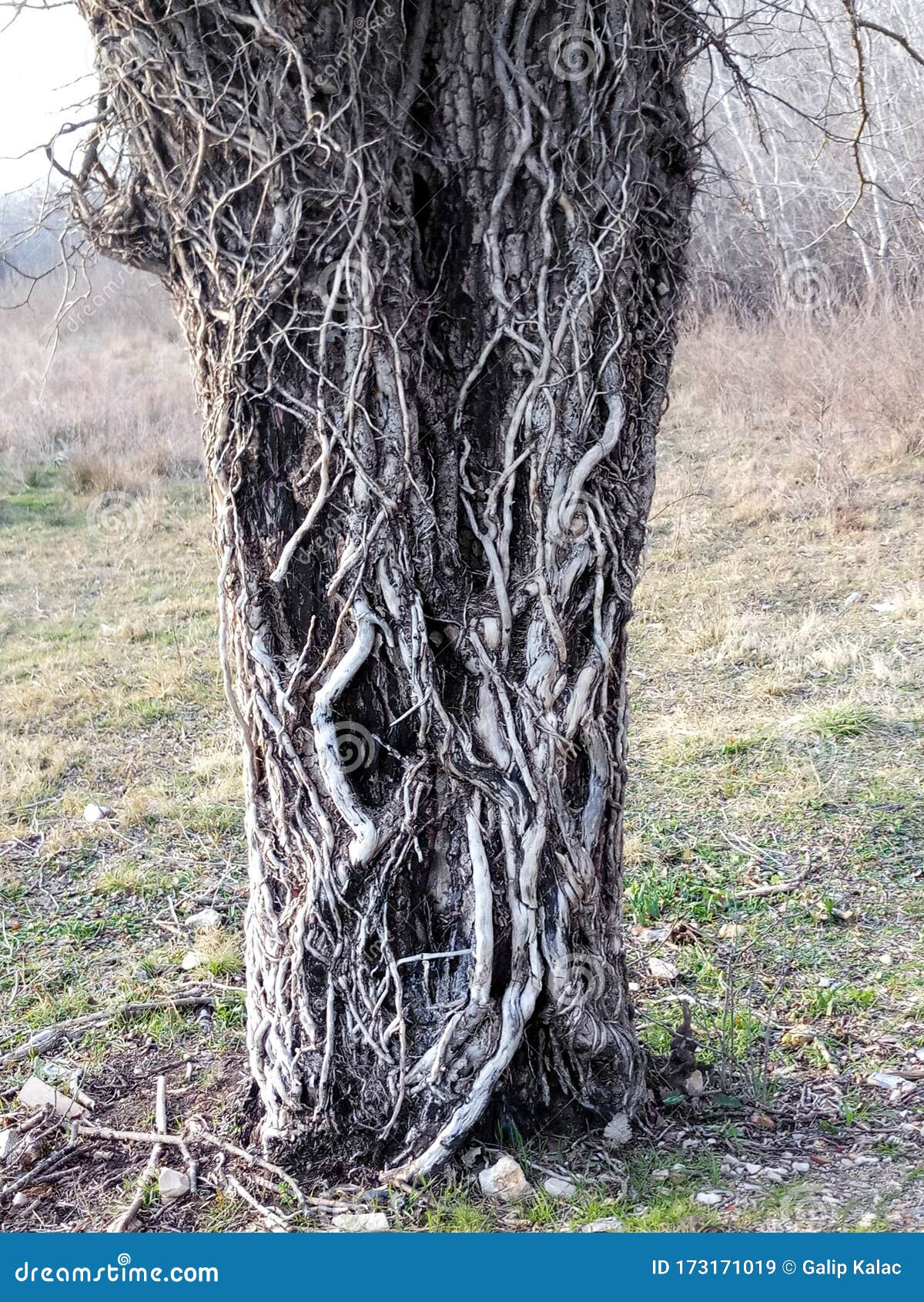 Old tree stock image. Image of roots, tree, plant, nature - 173171019