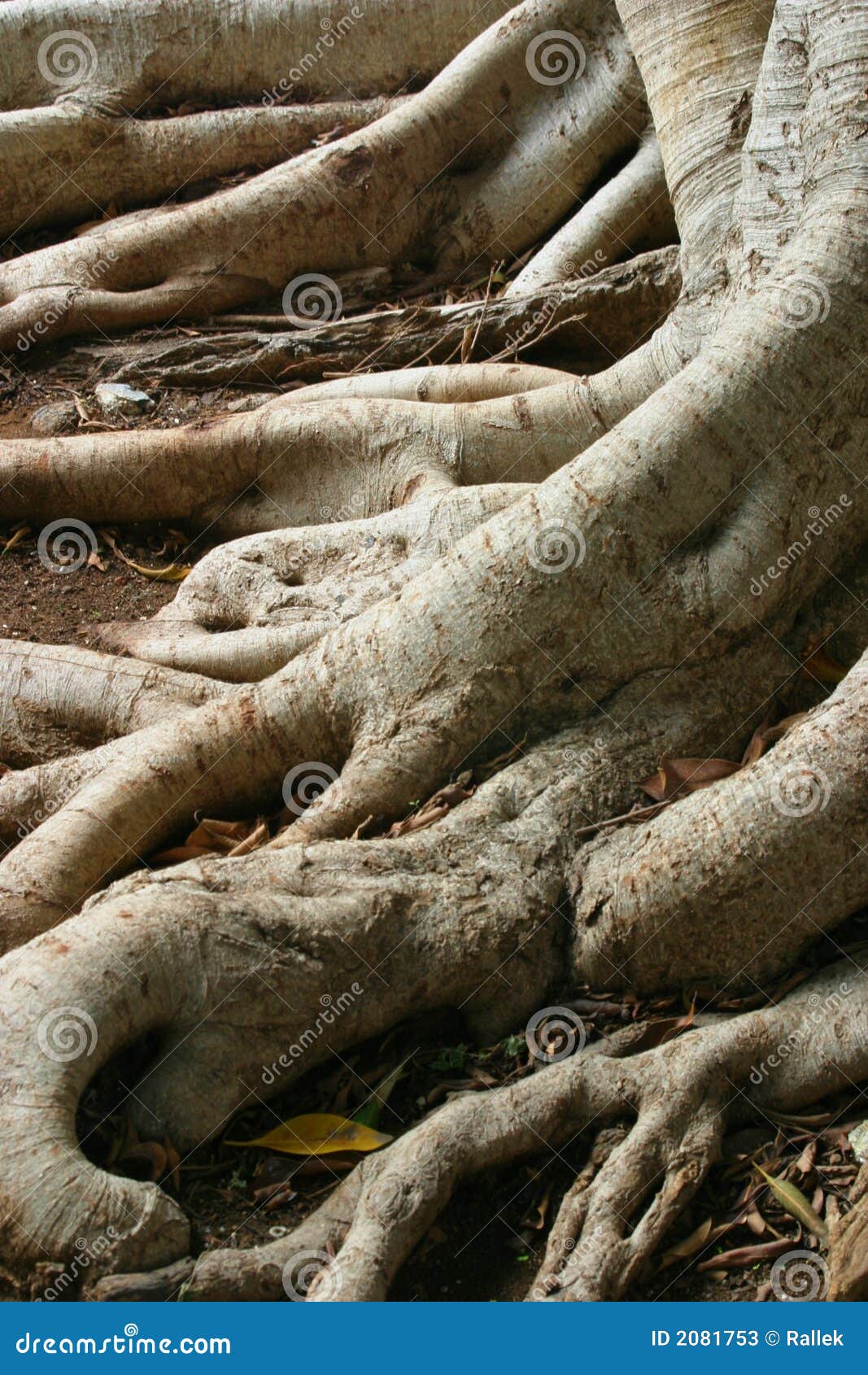 Old tree roots stock image. Image of solid, tree, living - 2081753