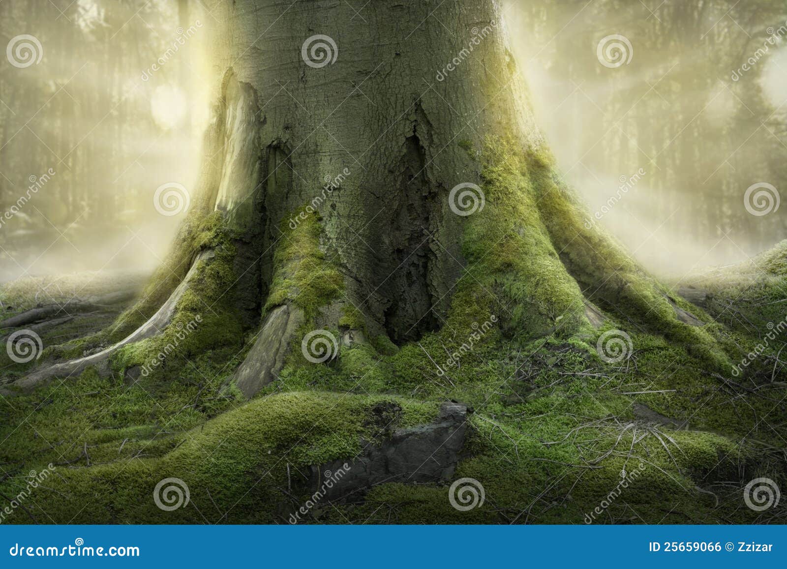Old Tree Roots stock photo. Image of life, moss, naature - 25659066