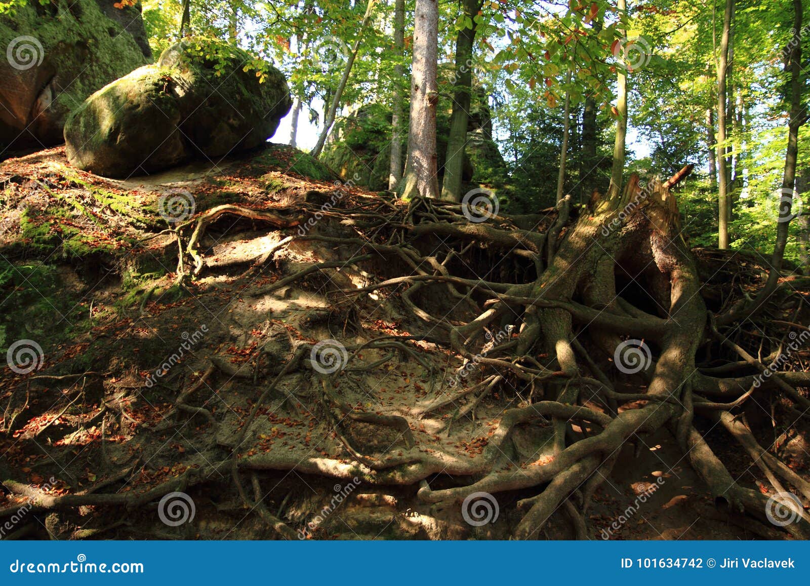 Old tree roots stock photo. Image of green, traditional - 101634742