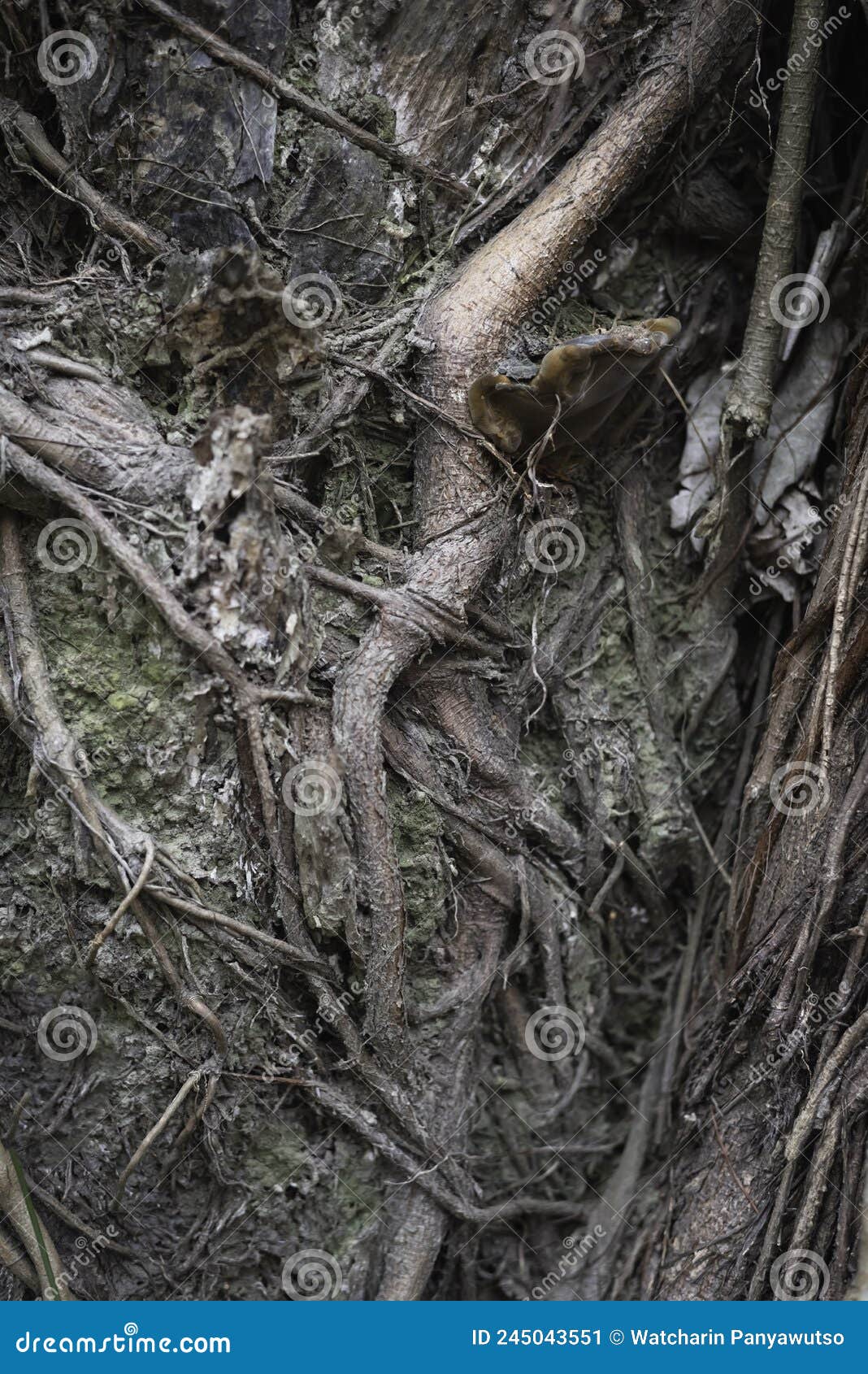Old of Tree Roots Background Stock Image - Image of outdoor ...