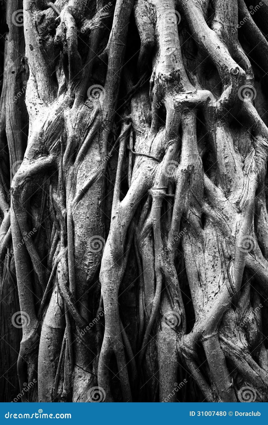 Old tree roots. stock photo. Image of forest, grunge - 31007480