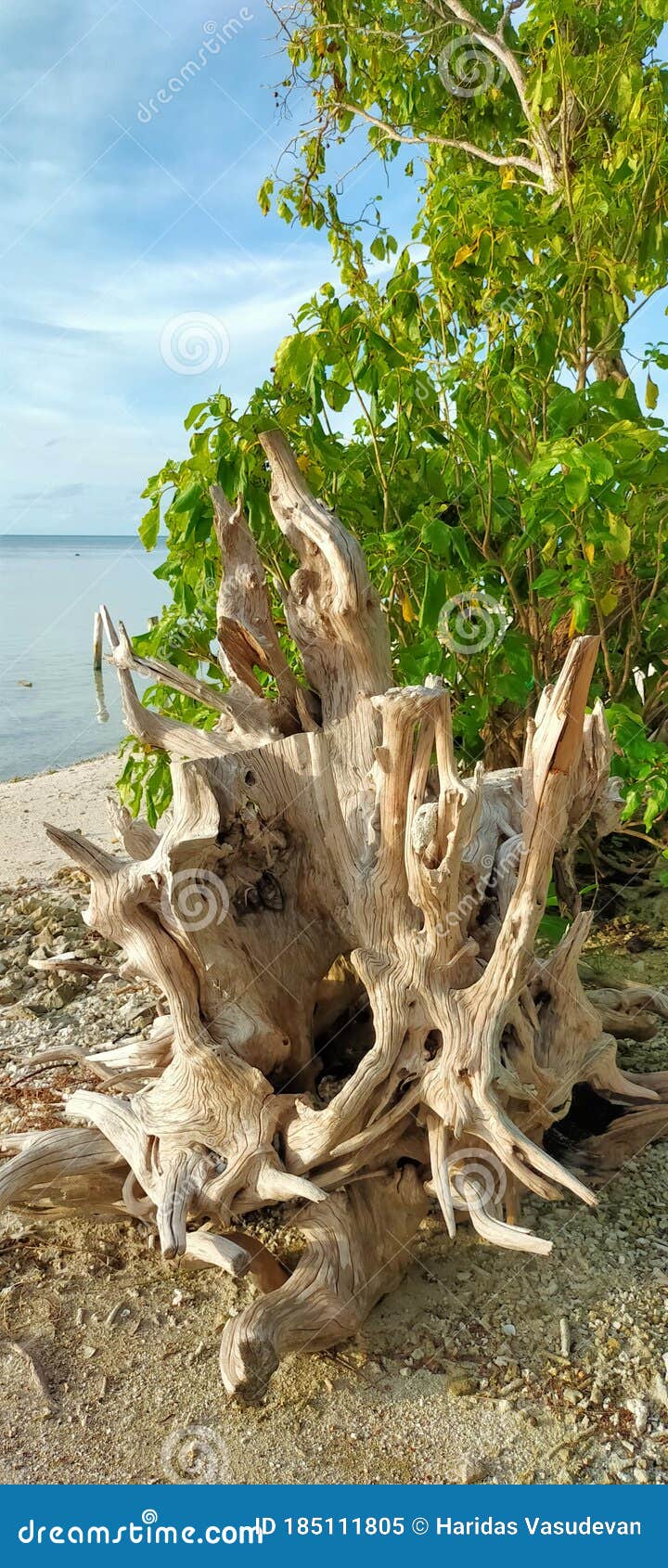 Old Tree Roots in the Beach Stock Image - Image of flower, produce ...
