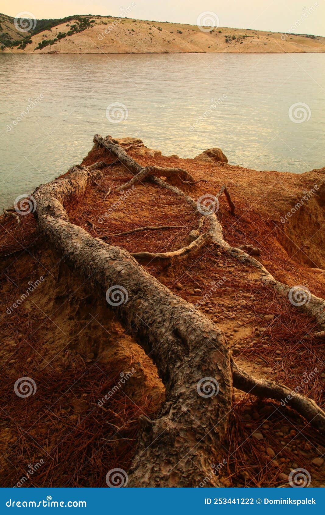 Old Tree Roots on the Beach Stock Photo - Image of wood, mediterranean ...