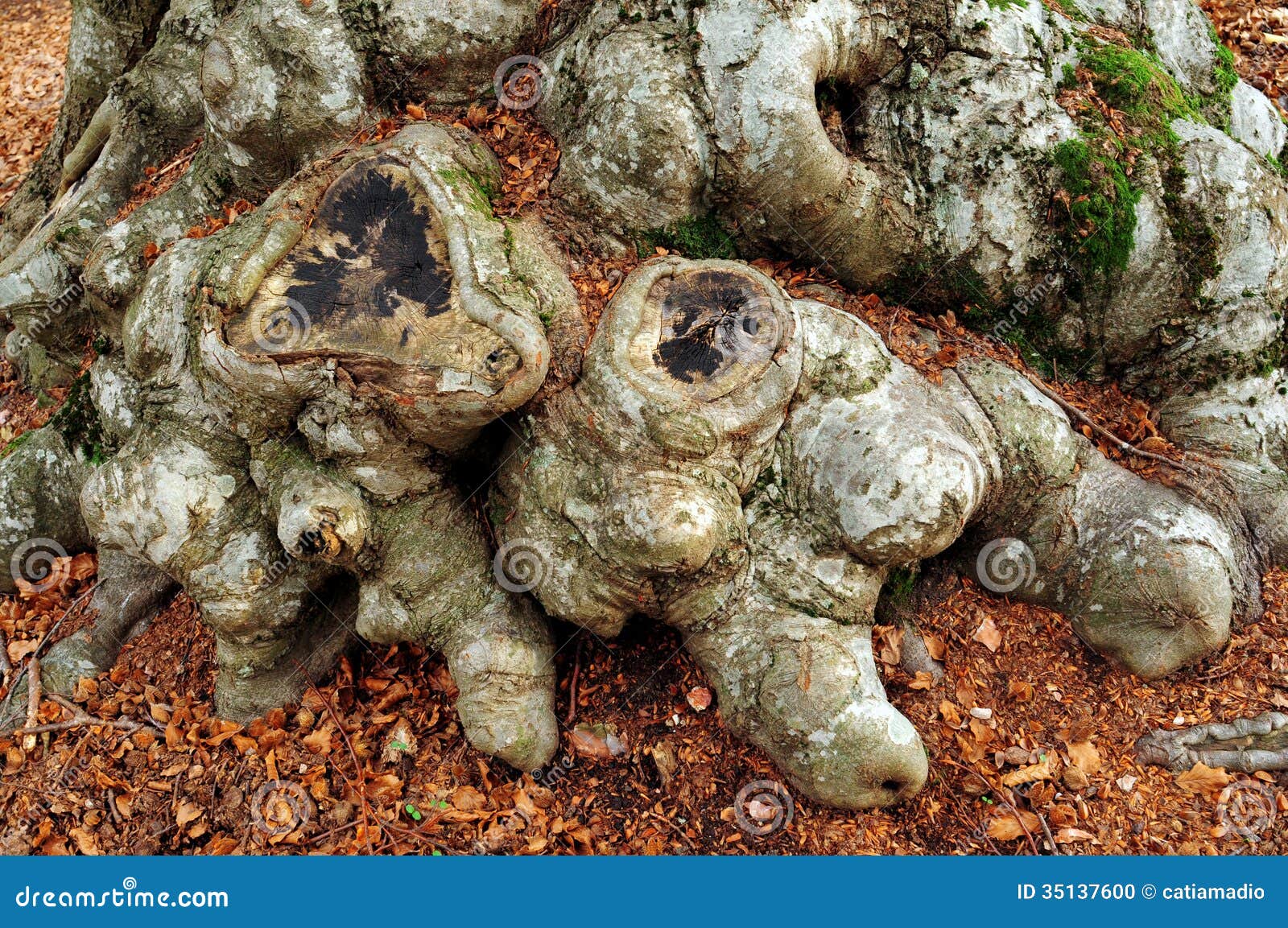 Old tree roots stock photo. Image of woodland, woods - 35137600