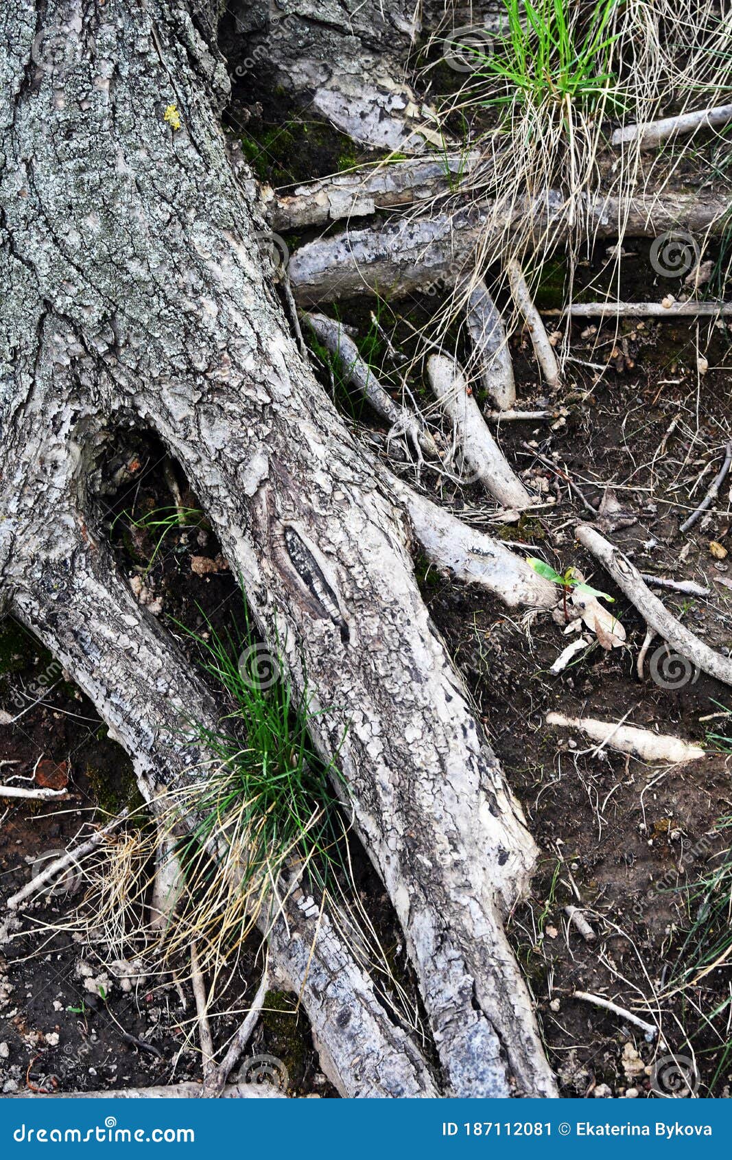 Old Tree Roots, Color Vertical Photo. Stock Image - Image of birch ...