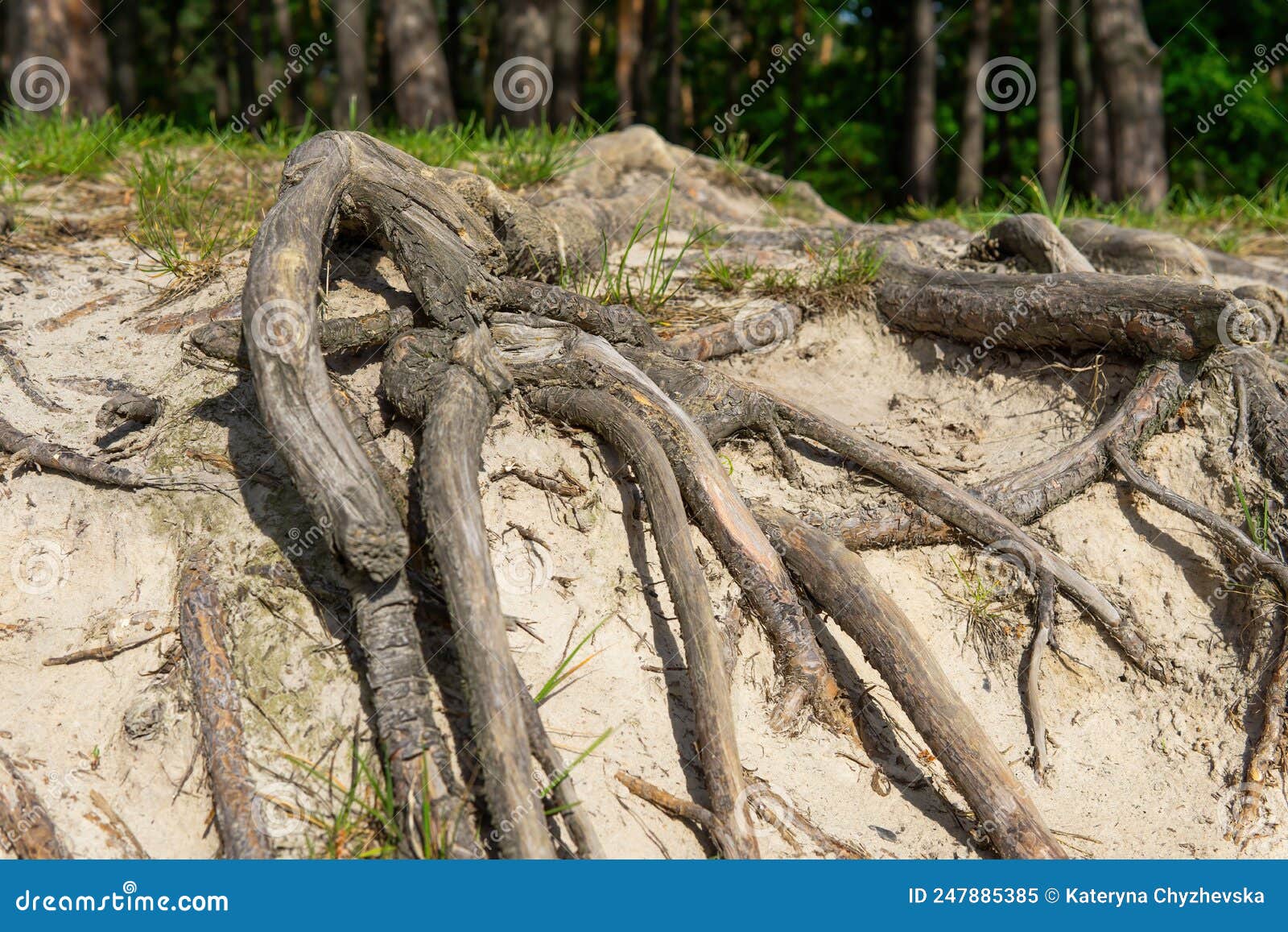 Old Tree Roots Coming Above the Ground Stock Image - Image of agronomy ...