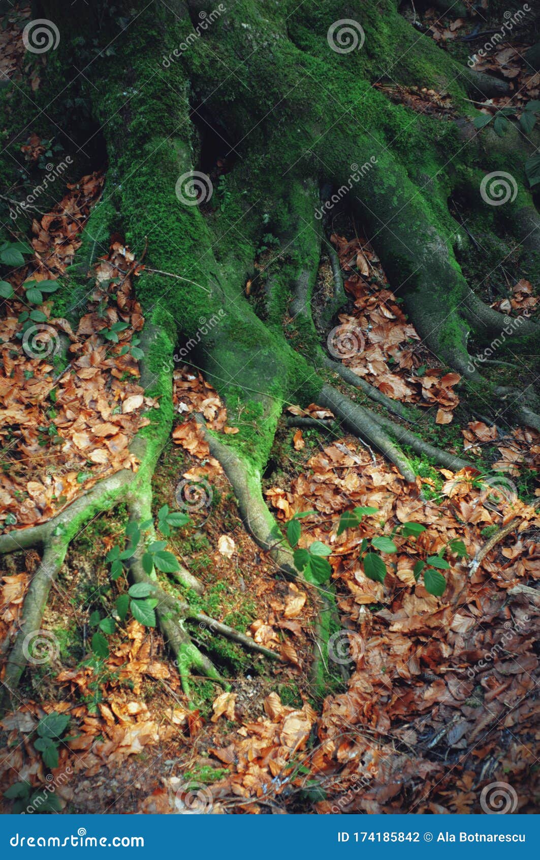 Old Tree Roots Covered with Green Moss. Tree Roots and Carpet of Dry ...