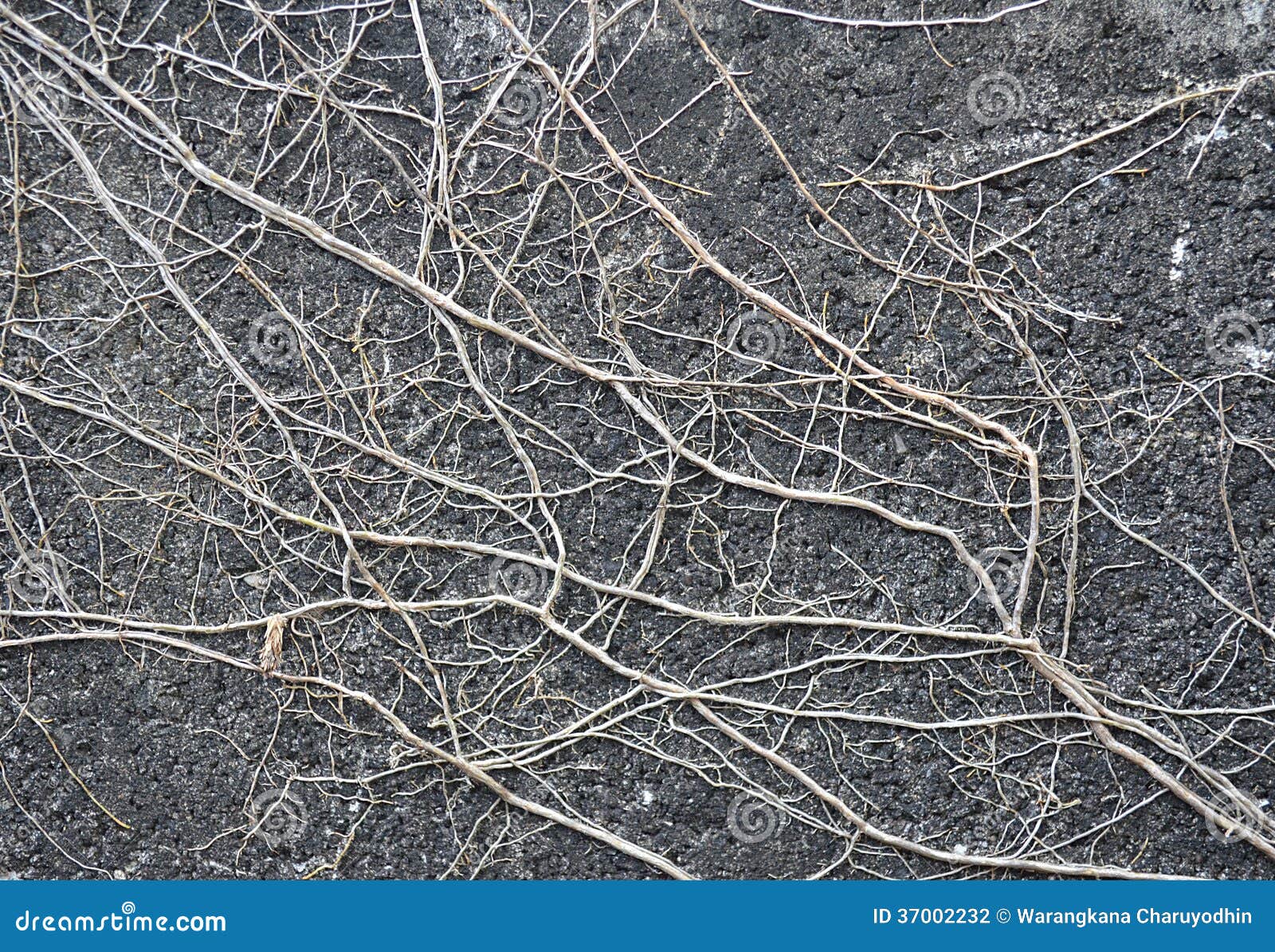 Old tree roots stock photo. Image of grunge, green, life - 37002232