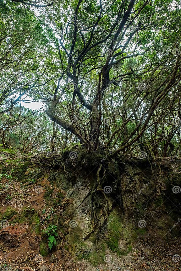 Old Tree Roots, Cross-section of Forest Landscape Stock Image - Image ...