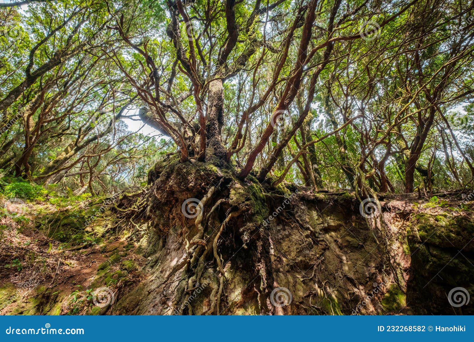 Old Tree Roots, Cross-section of Forest Landscape Stock Photo - Image ...