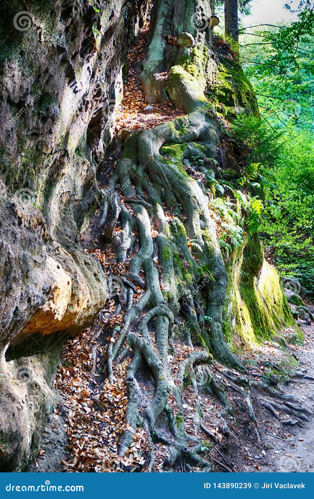 Old tree roots stock image. Image of ground, roots, light - 143890239