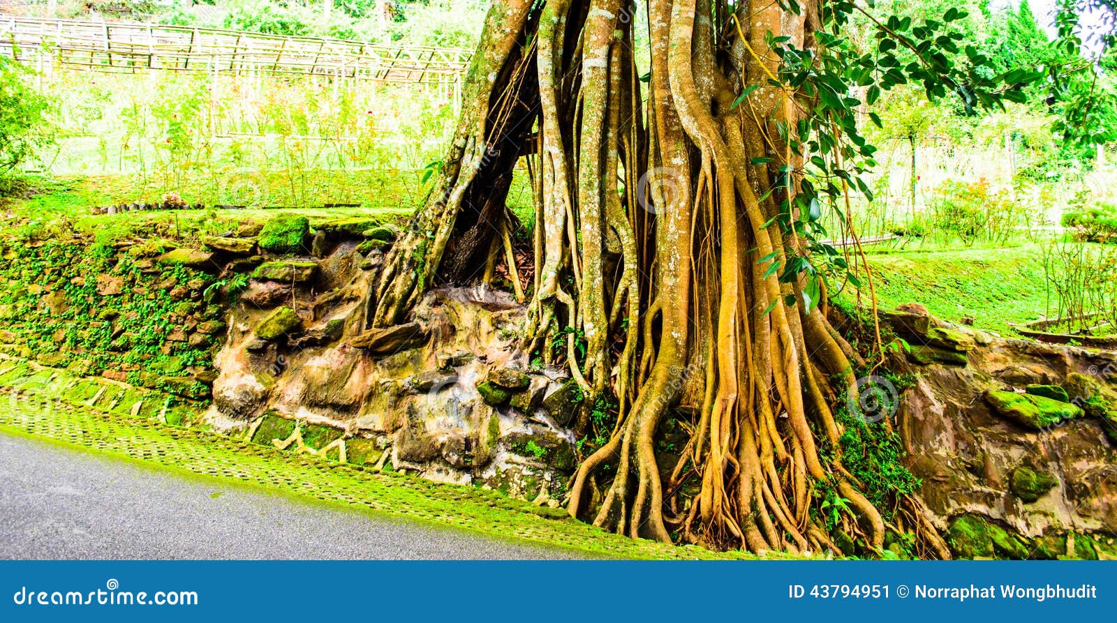 Old tree roots stock image. Image of moss, trees, root - 43794951