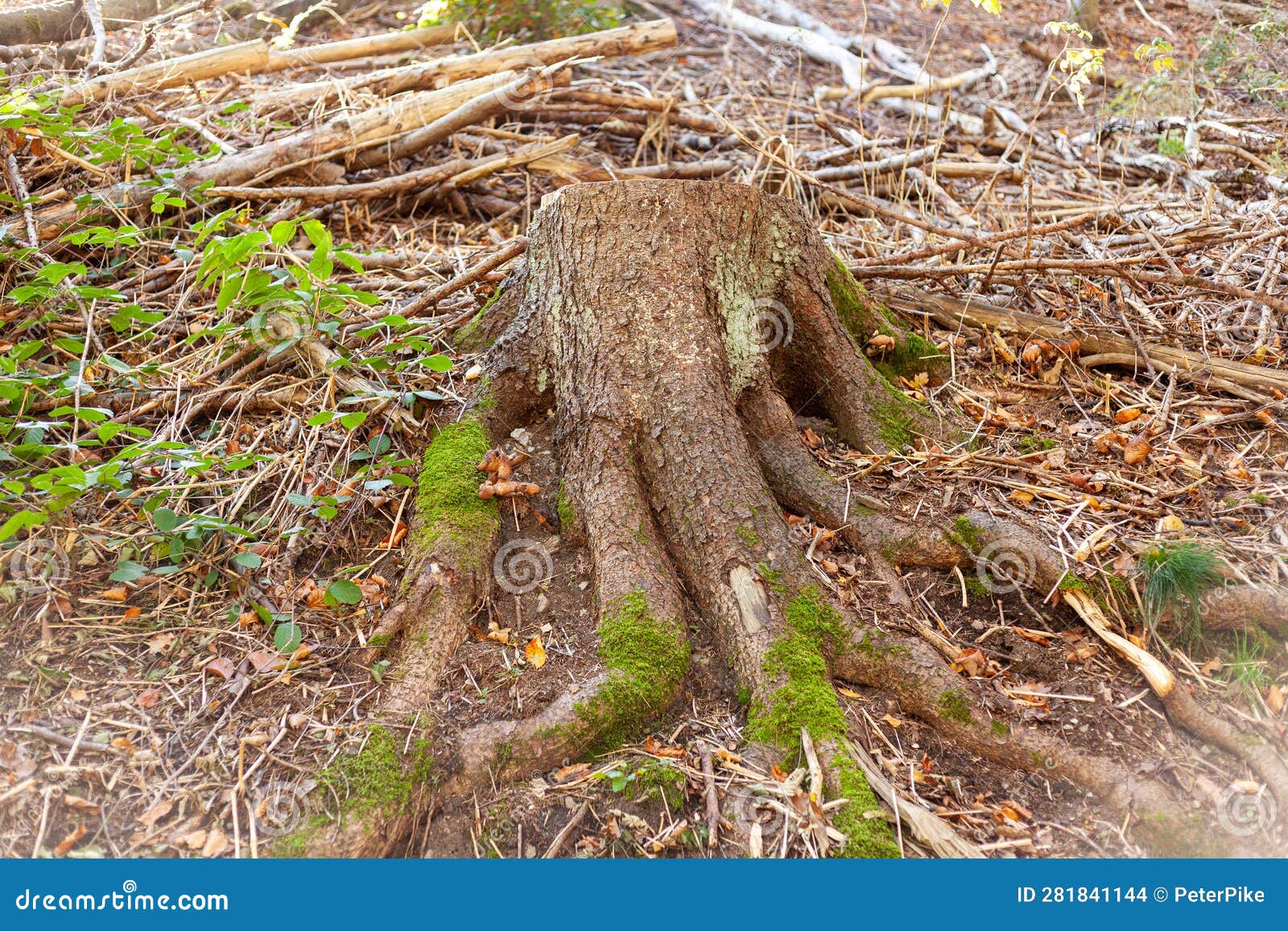 Old Tree Roots in the Forest. the Concept of Environmental Conservation ...