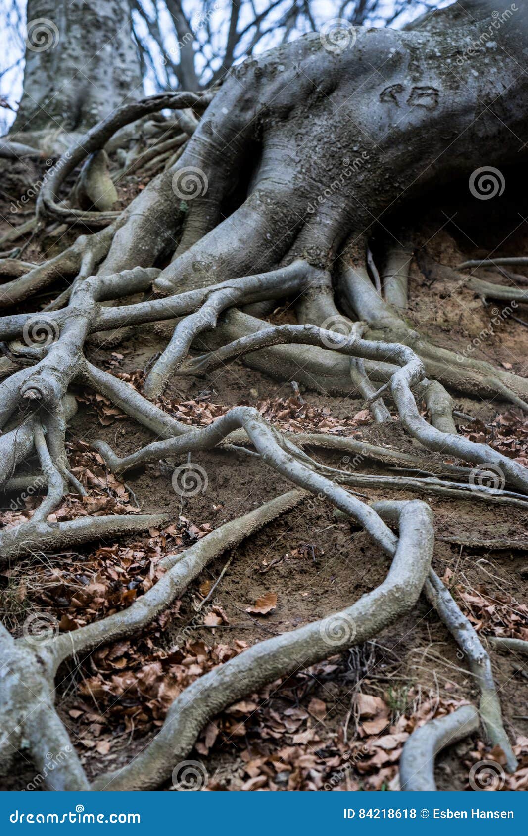 Old tree roots stock photo. Image of earth, natural, root - 84218618