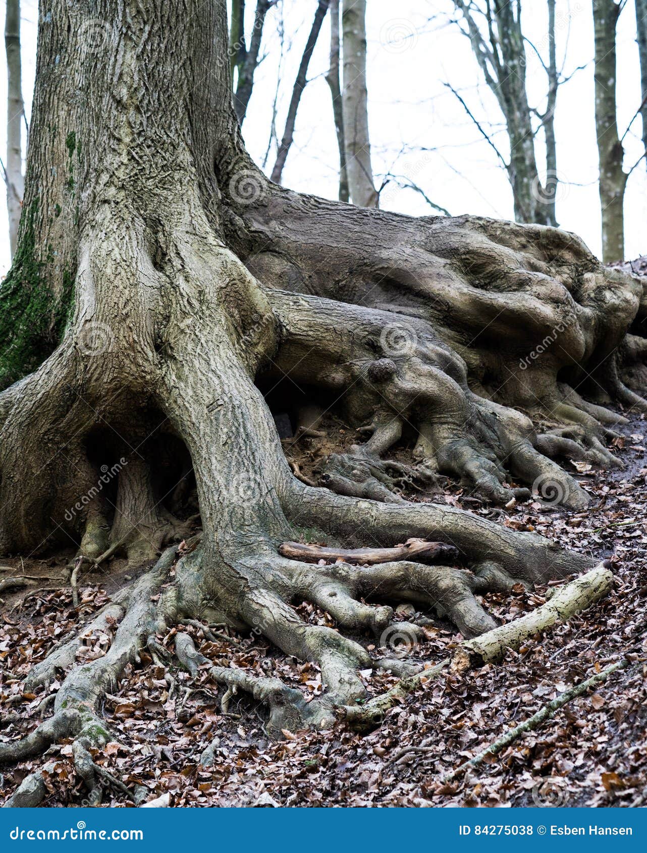 Old tree roots stock photo. Image of underground, soil - 84275038