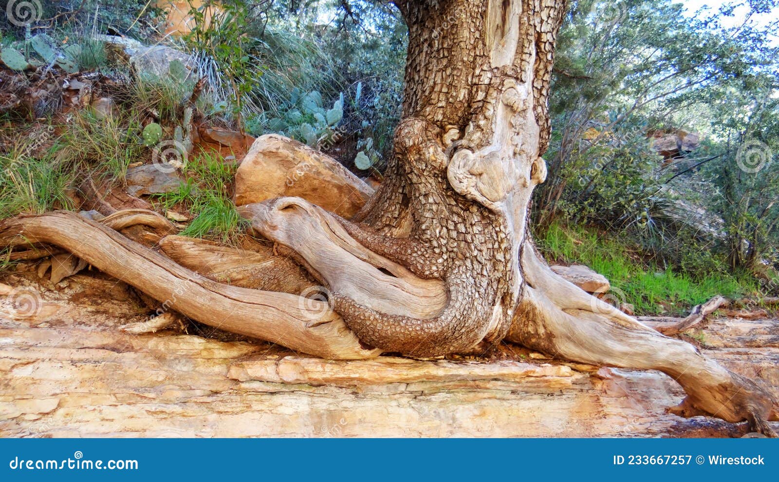 Old Tree with Roots in a Forest Stock Image - Image of crust, nature ...