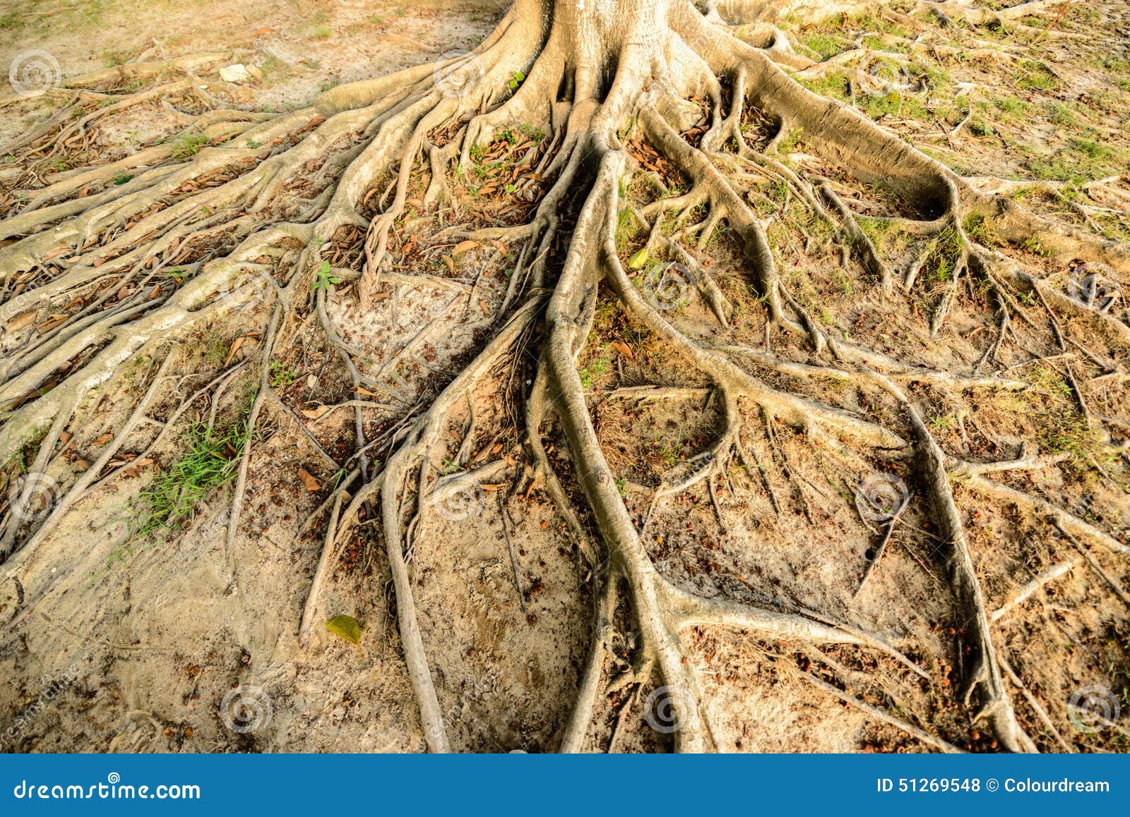 Old tree roots stock photo. Image of stump, criss, gardening - 51269548