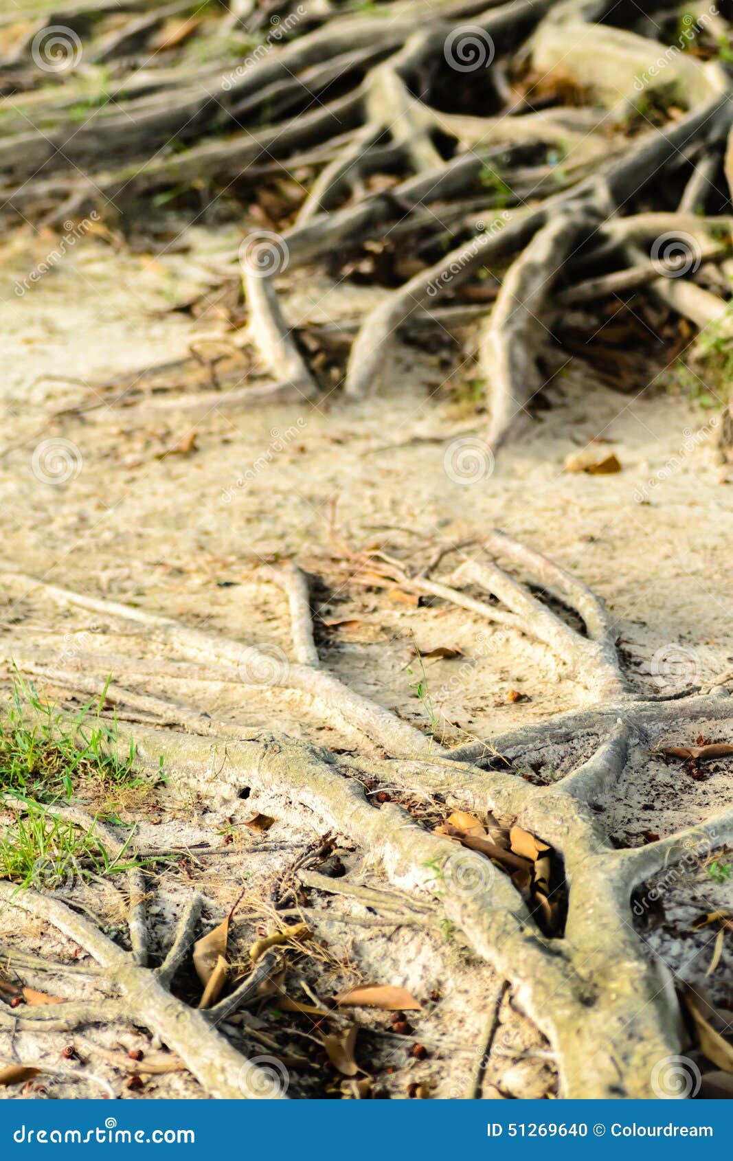 Old tree roots stock photo. Image of crossing, gardening - 51269640