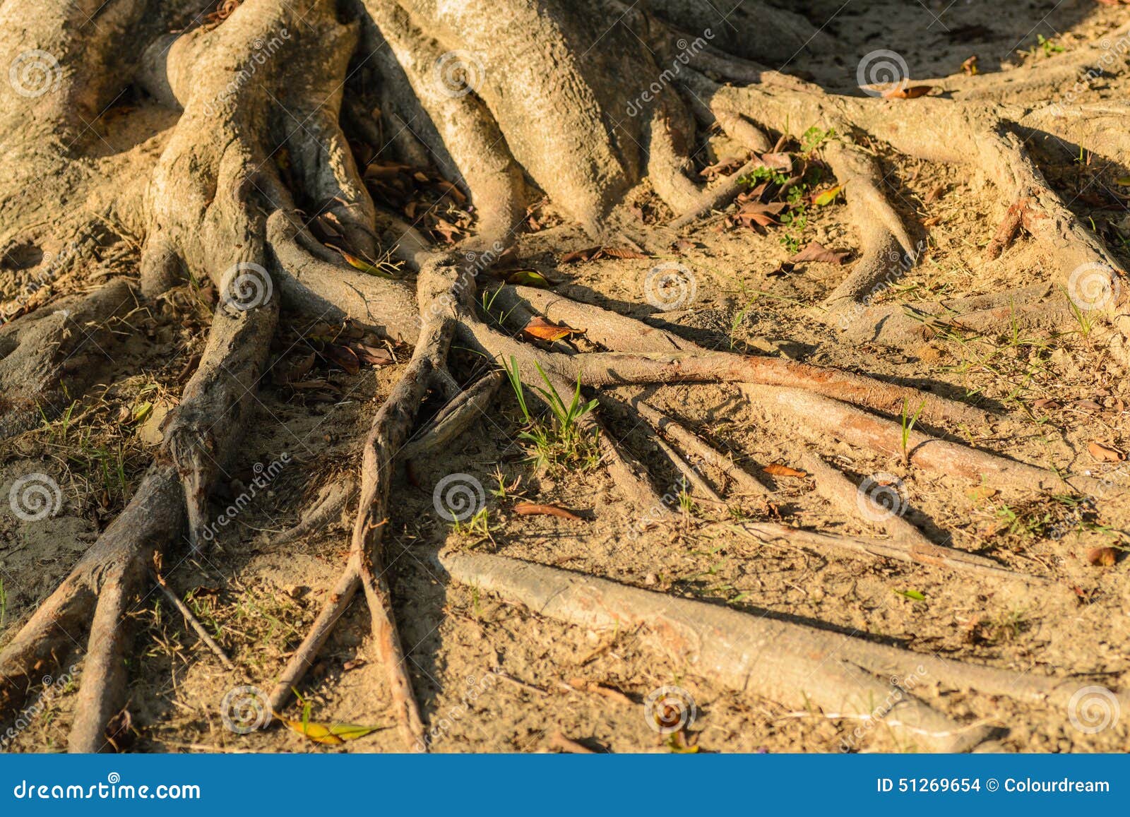 Old tree roots stock photo. Image of root, roots, mock - 51269654