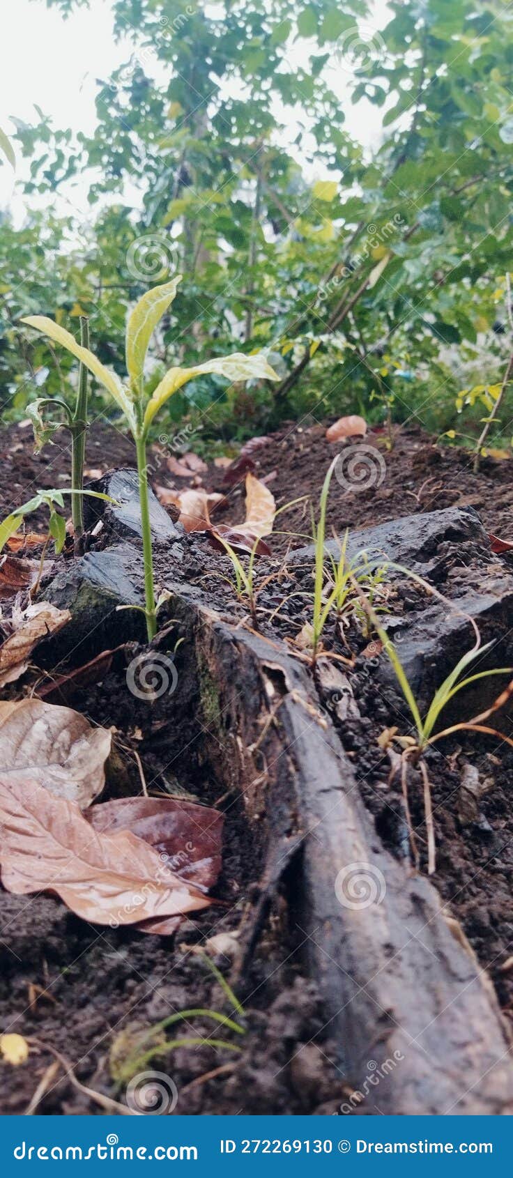 Old Tree Roots and Grass after Rain Stock Photo - Image of roots, rain ...