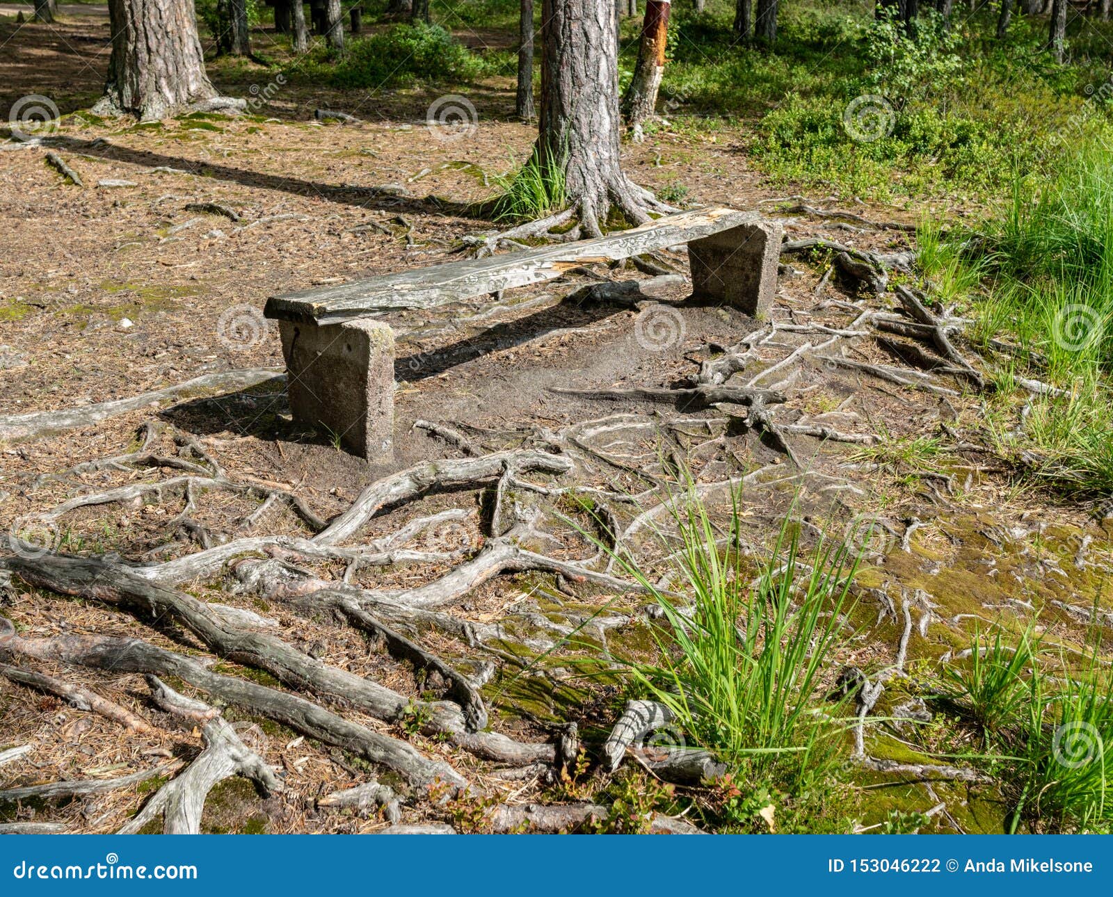 Old Tree roots stock photo. Image of landscapes, colors - 153046222