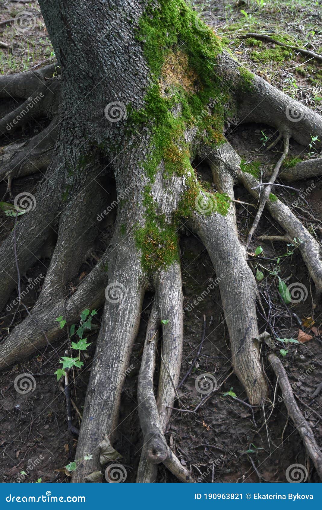 Old Tree Roots, Color Vertical Photo. Stock Image - Image of lichen ...
