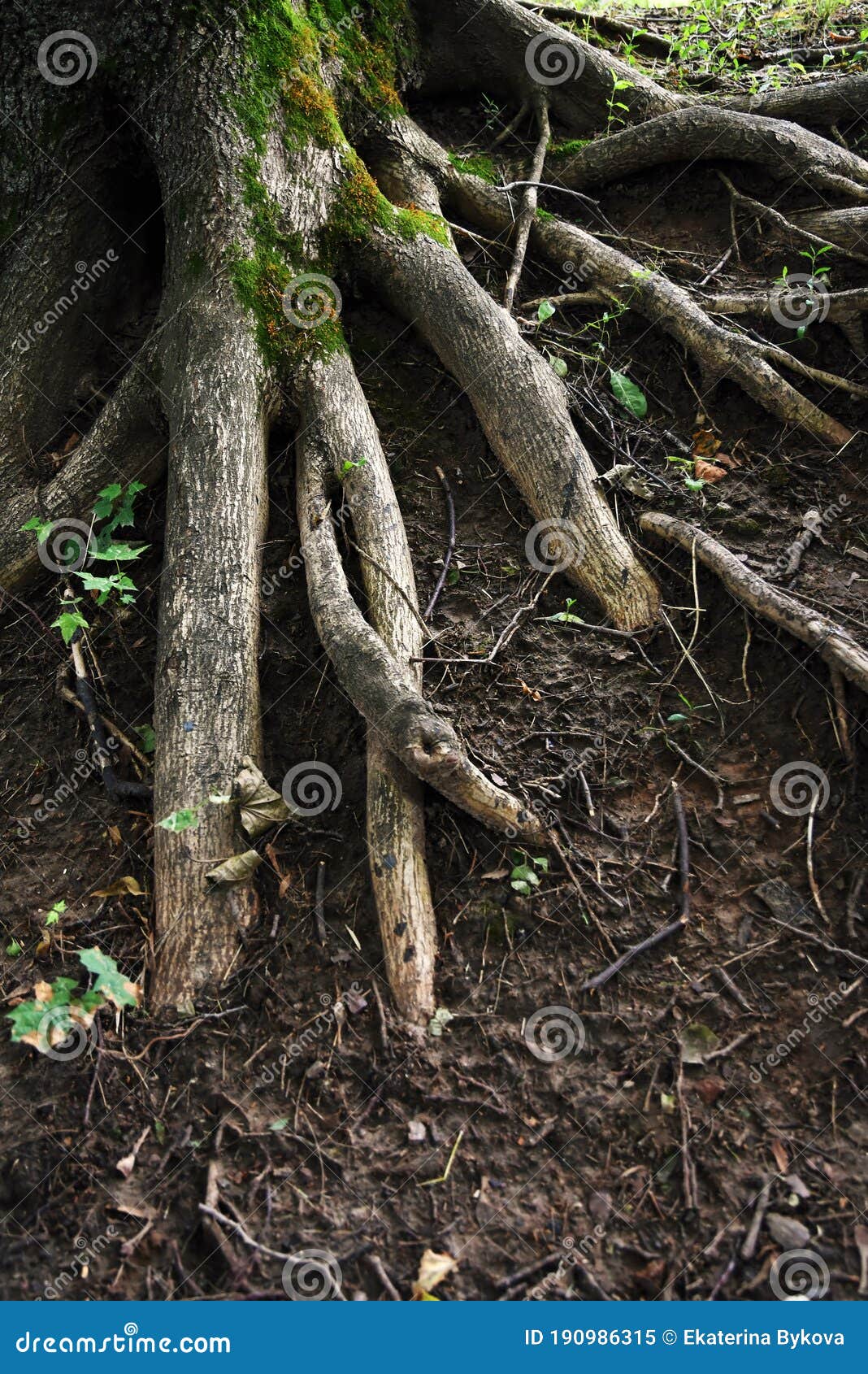 Old Tree Roots, Color Vertical Photo. Stock Image - Image of birch ...