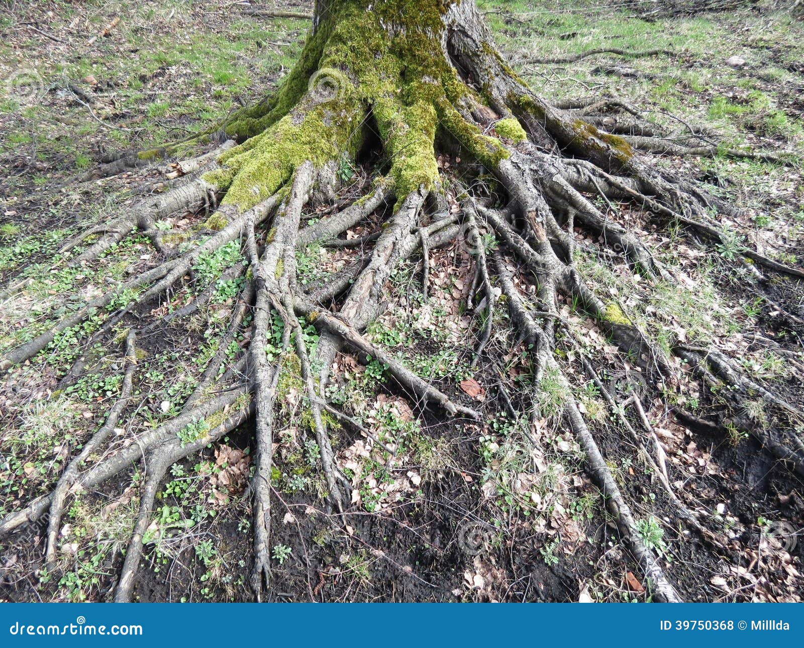 Old tree roots stock photo. Image of plant, background - 39750368