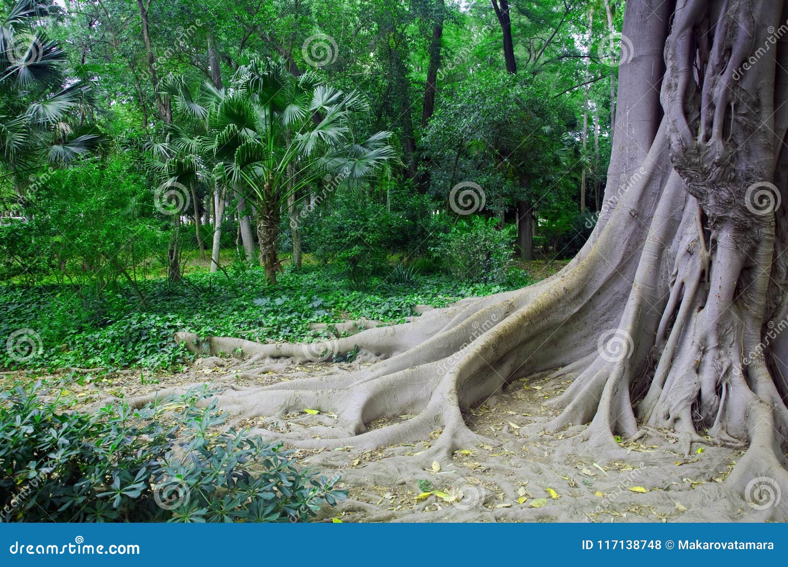 Old Tree with Roots in Green Park, Spring, Spain Stock Photo - Image of ...