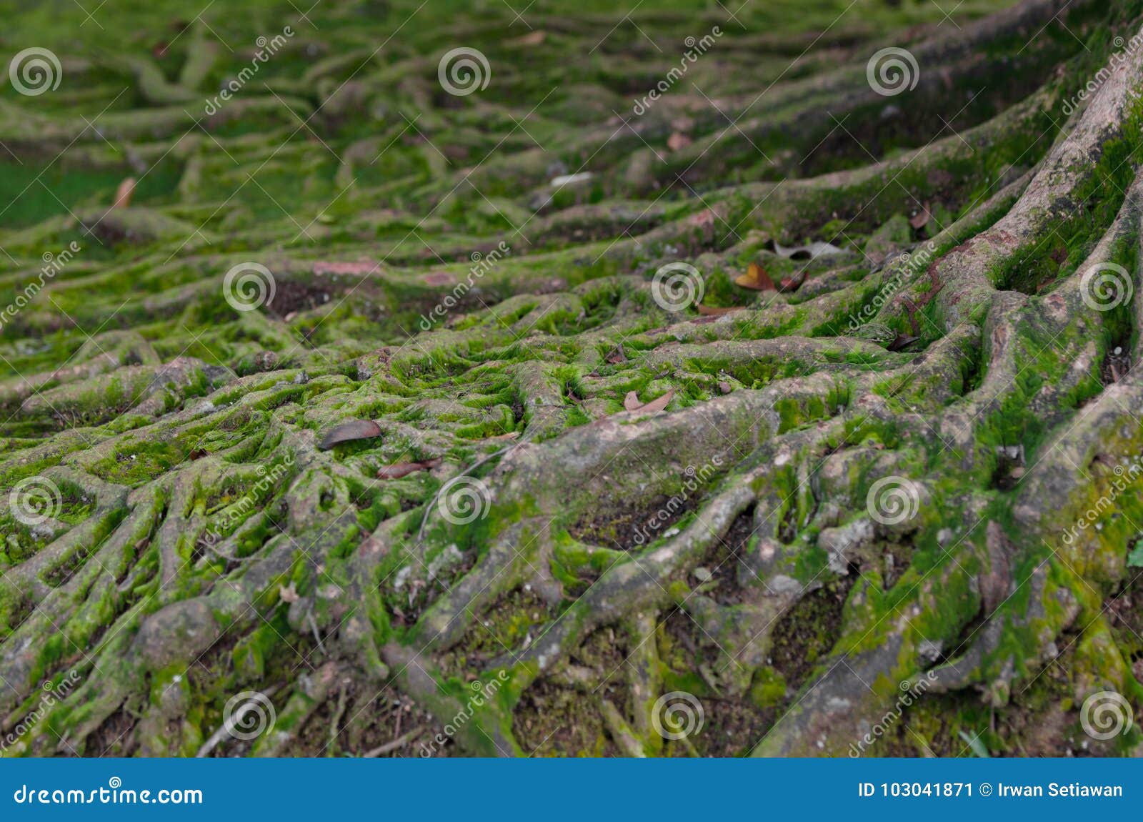 Green roots at forest stock image. Image of magical - 103041871