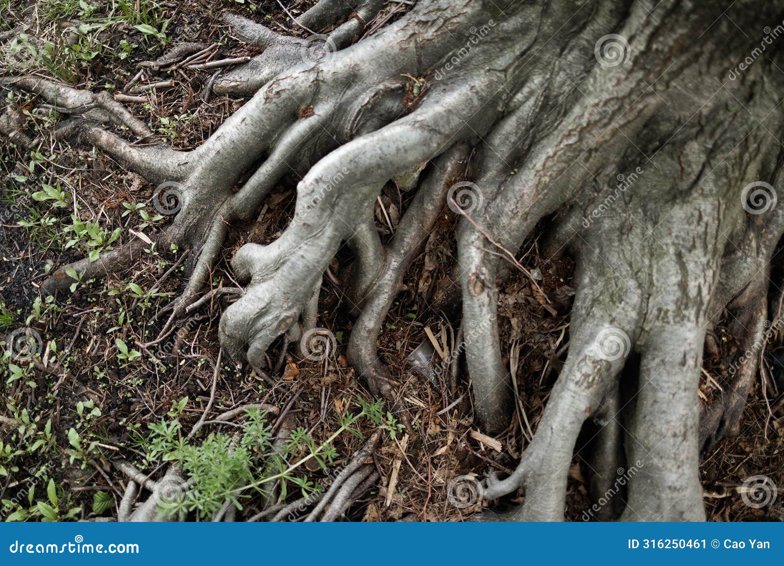 Old Tree with Roots. Mighty Roots of an Old Tree in Green Forest. Stock ...
