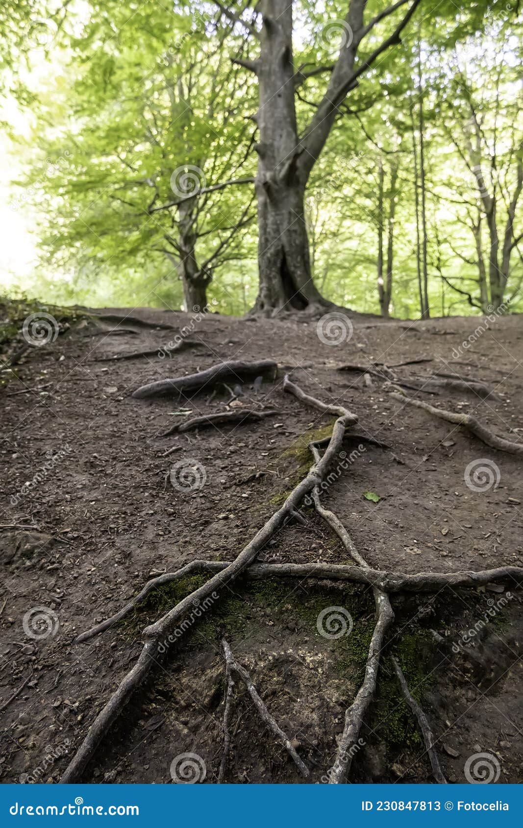 Old tree with roots stock image. Image of branch, huge - 230847813