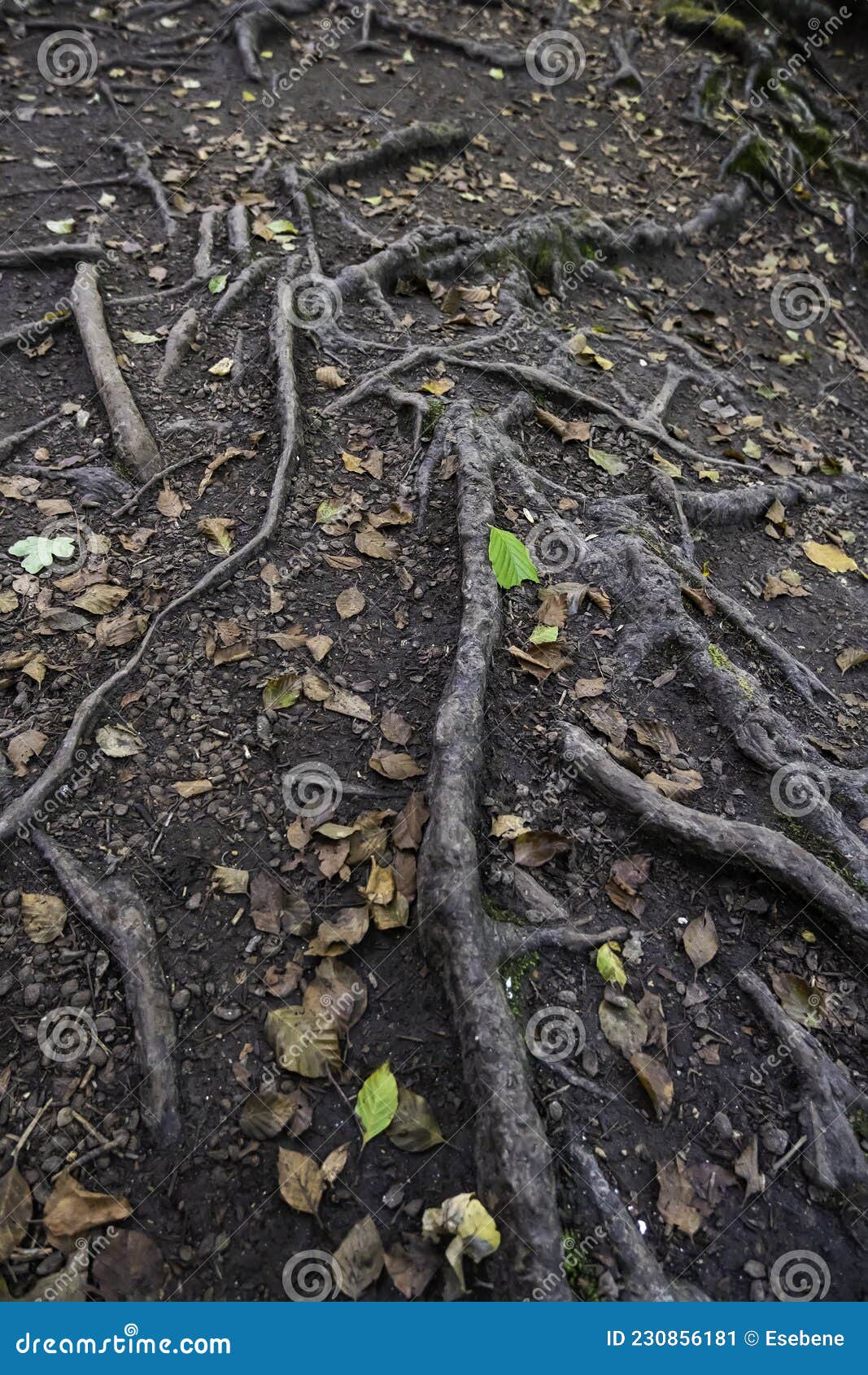 Old tree with roots stock image. Image of landscape - 230856181