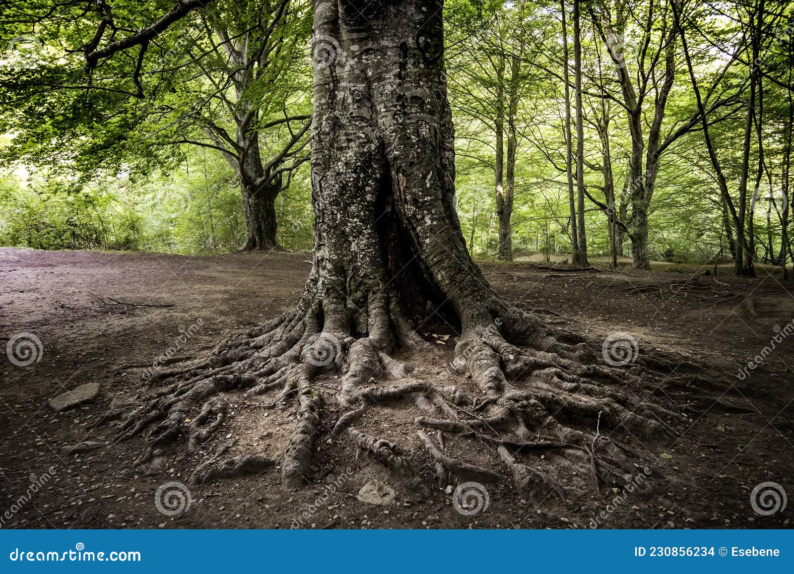 Old tree with roots stock photo. Image of color, season - 230856234