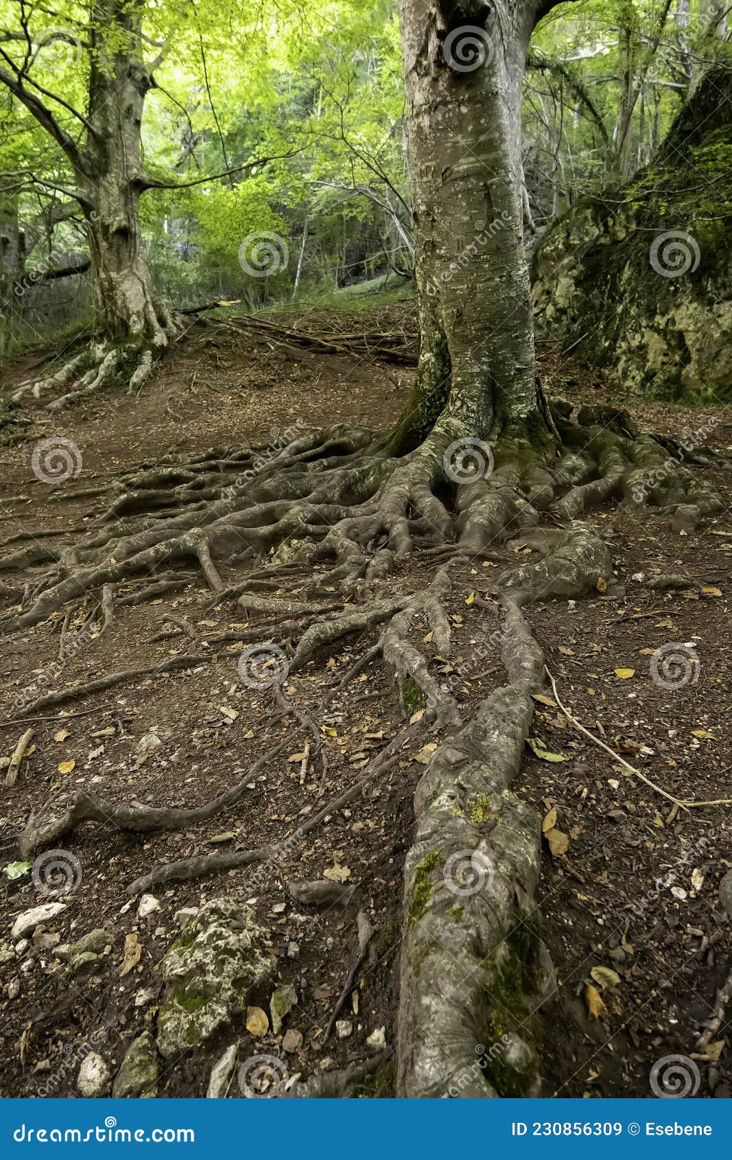 Old tree with roots stock image. Image of wood, season - 230856309