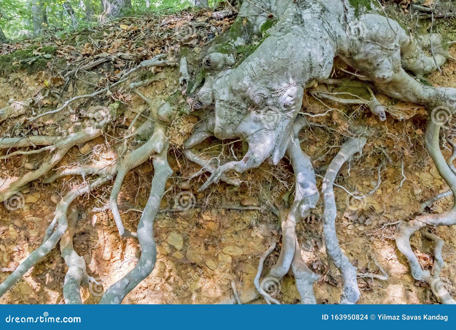 Old Tree and Roots in Nature Stock Photo - Image of park, ecology ...