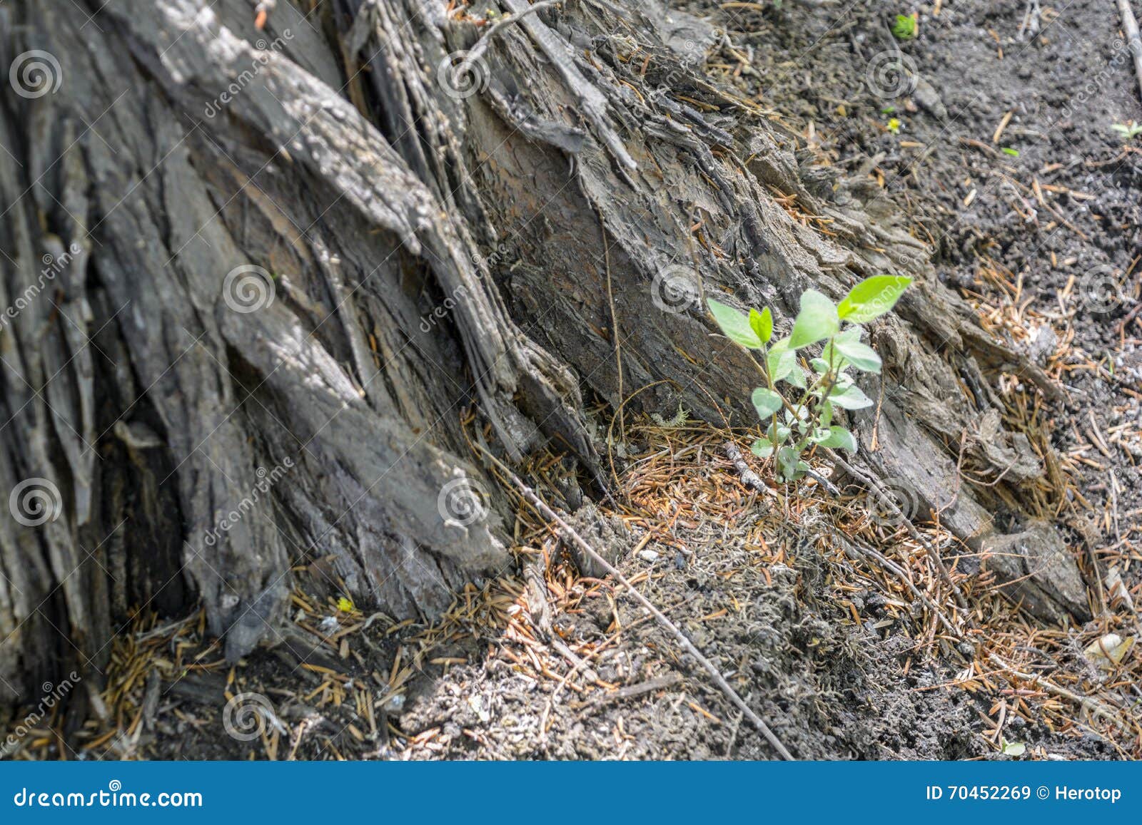 Old Tree Roots Near the Green Seedlings Stock Image - Image of surface ...