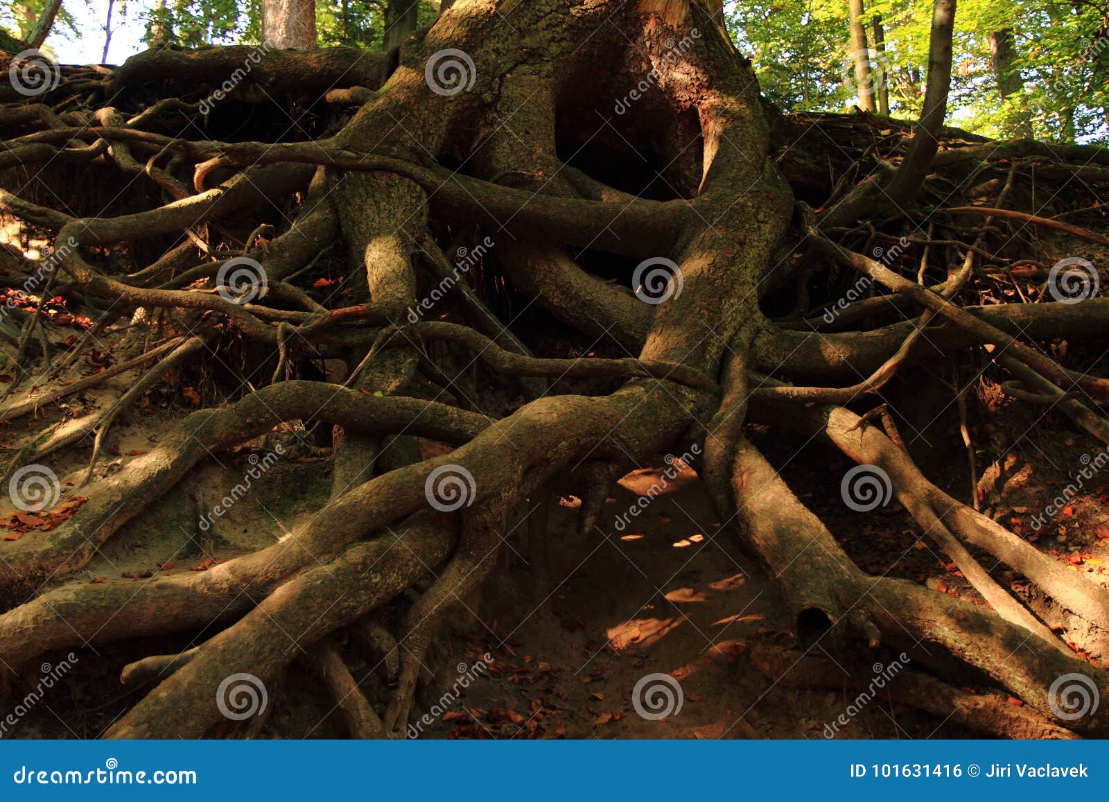 Old tree roots stock photo. Image of green, travel, root - 101631416