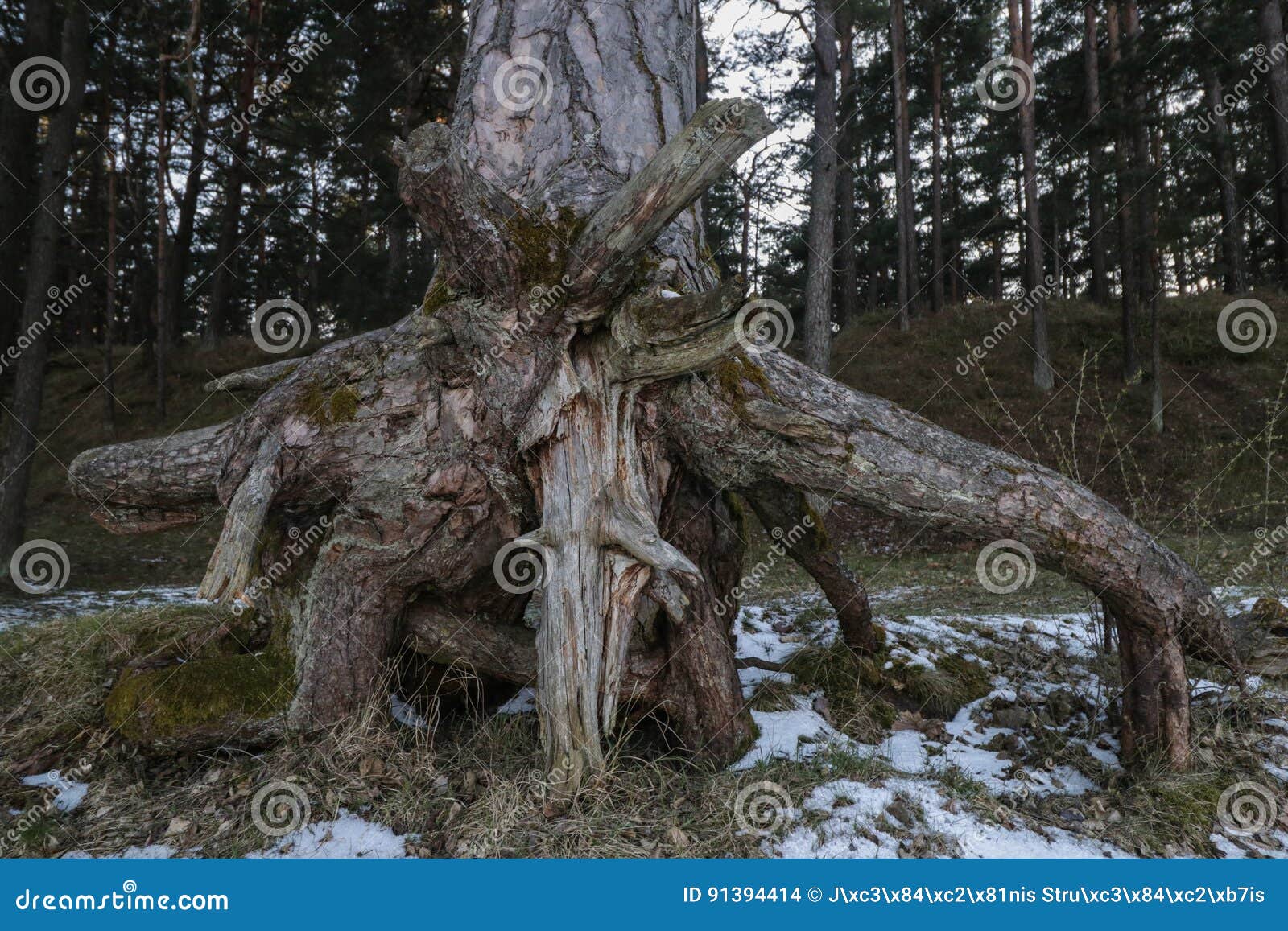 Old tree roots stock photo. Image of park, natural, sunset - 91394414