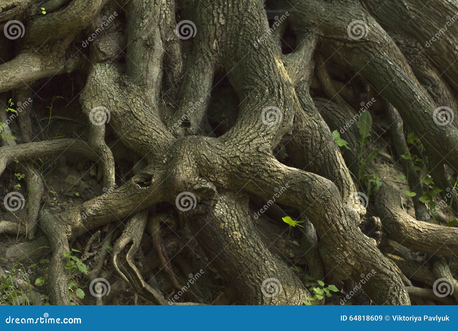 Old tree with roots stock image. Image of tree, green - 64818609