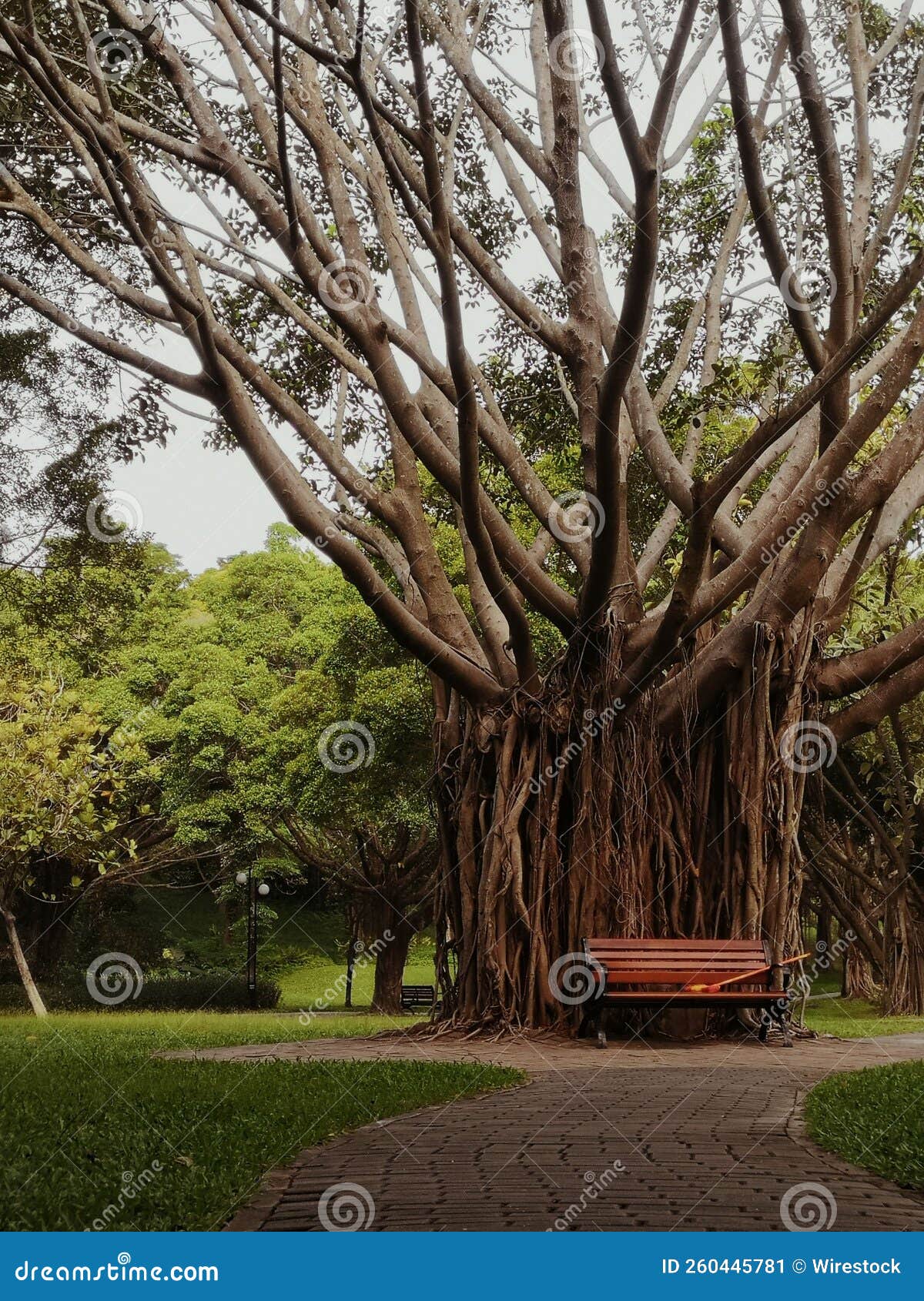Old Tree with Roots in the Park with Leafless Branches on Park Ground ...