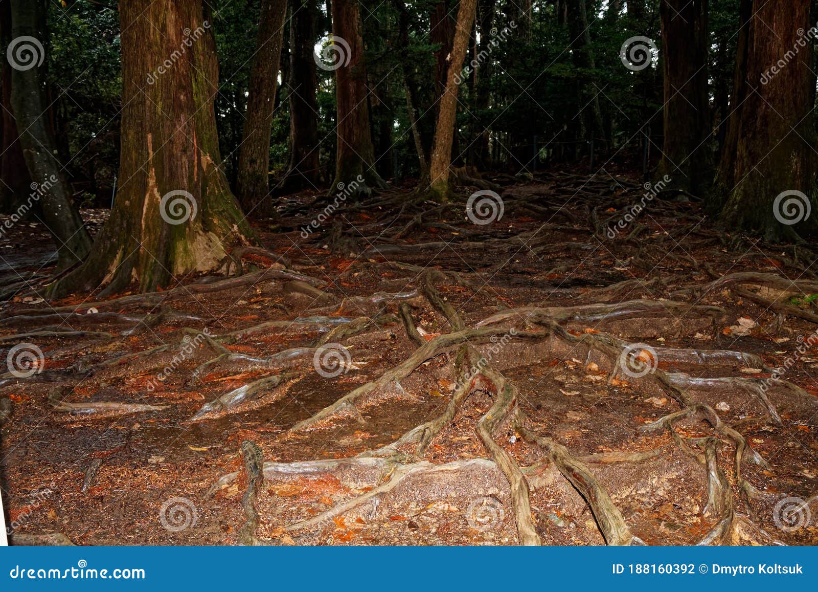 Old Tree Roots in Park Sybmol of Source Stock Photo - Image of root ...