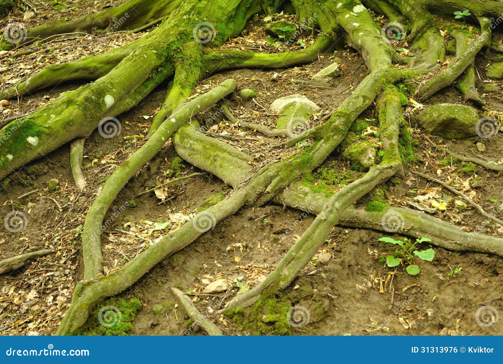 Old tree roots stock photo. Image of earth, natural, growing - 31313976