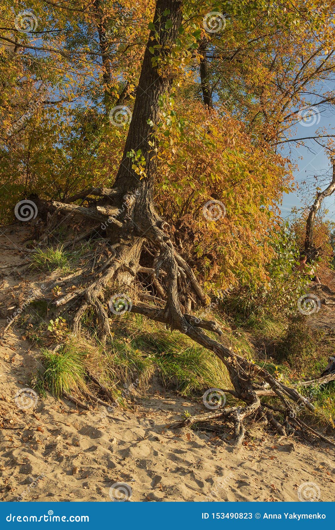 Old Tree Roots on Sand with Autumn Leaves Against Sky Stock Image ...