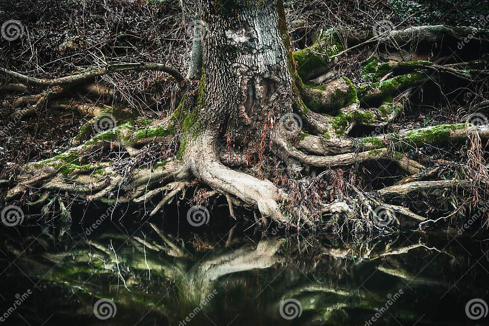 Old Tree Roots on the Shore of River. the Reflection of Tree Roots on ...