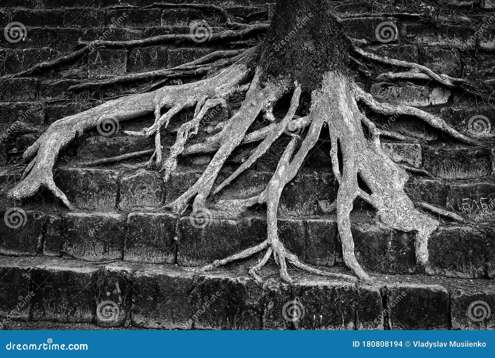 Old Tree Roots on Stone Stairs. Black and White Photo Stock Photo ...