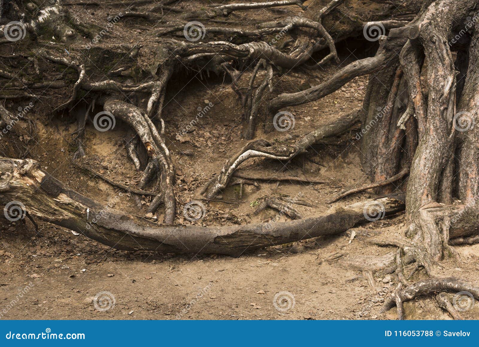 Old Tree Roots on the Surface of the Earth Stock Photo - Image of ...