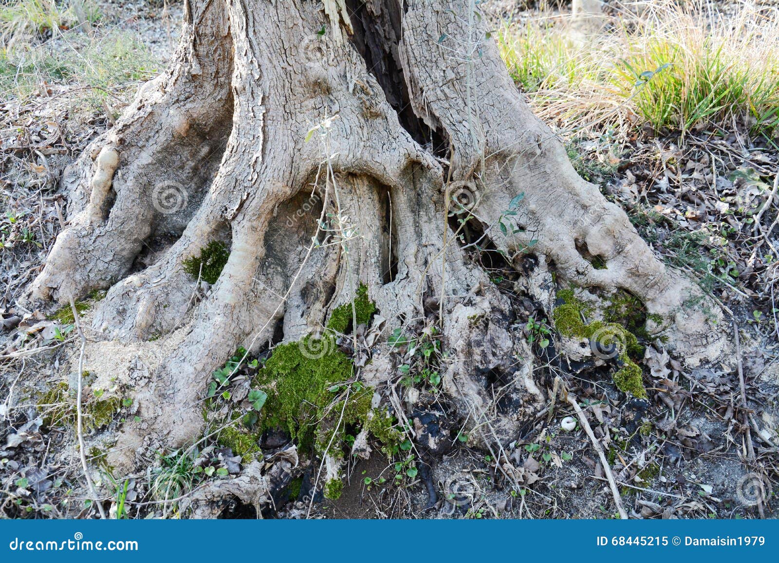 Old tree roots stock image. Image of pattern, floor, organic - 68445215